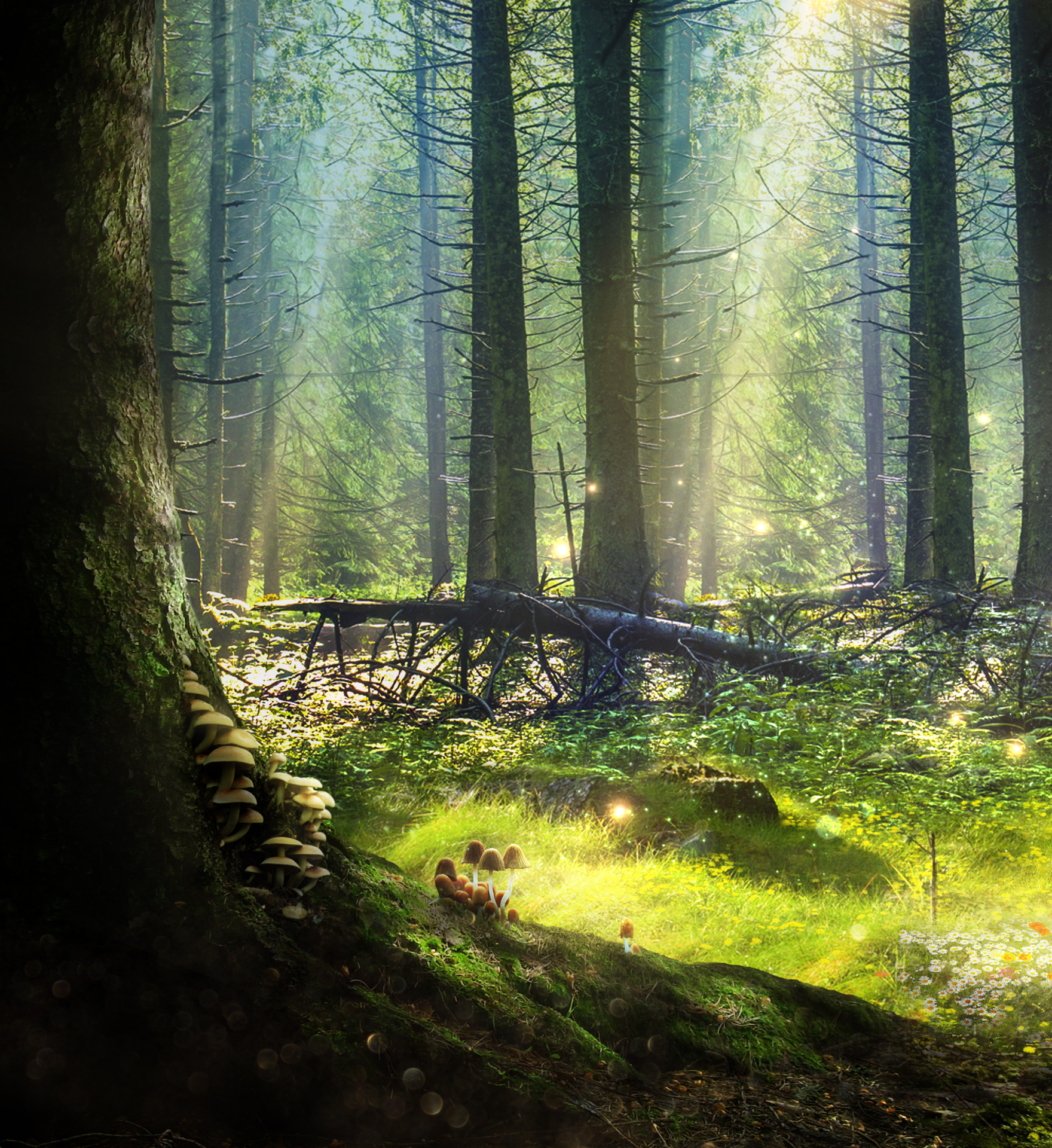 Viking Cruises: Forest - Kruetzkamp